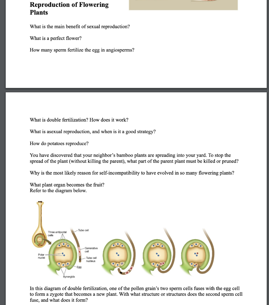 Reproduction In Flowering Plants Worksheet | Best Flower Site