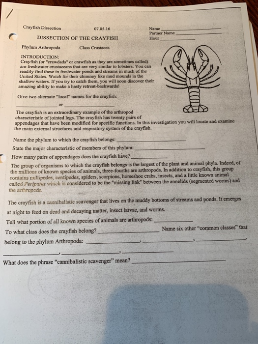 Solved Crayfish Dissection Name Partner Name 07.05.16 | Chegg.com