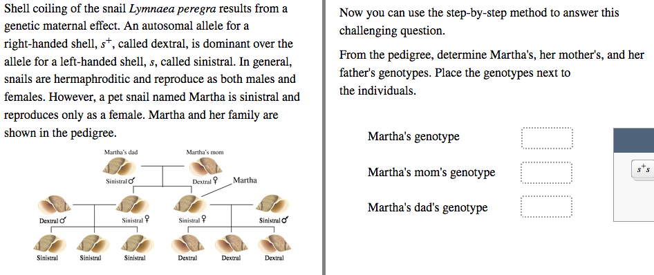 Solved Shell coiling of the snail Lymnaea peregra results | Chegg.com