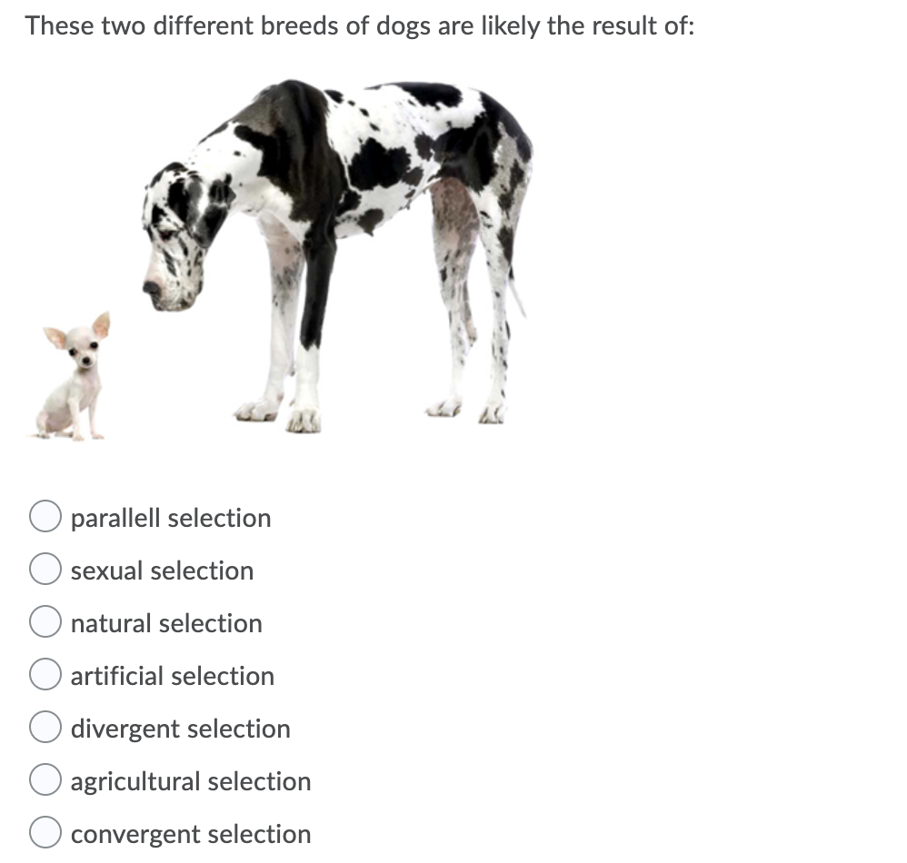 Solved These two different breeds of dogs are likely the | Chegg.com