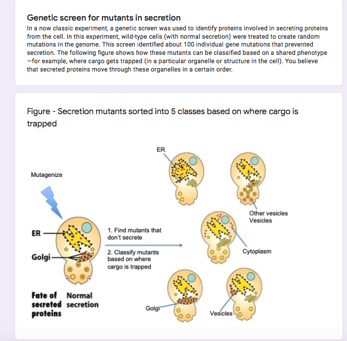 Solved Genetic screen for mutants in secretion In a now | Chegg.com