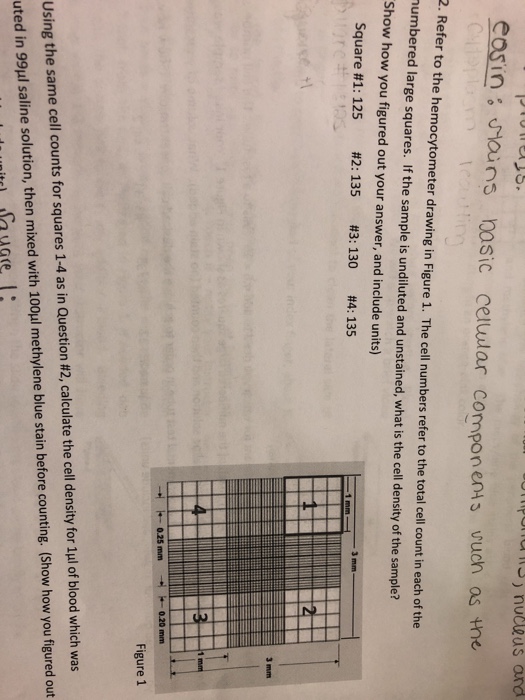 Solved Refer to the hemocytometer drawing. The cells | Chegg.com