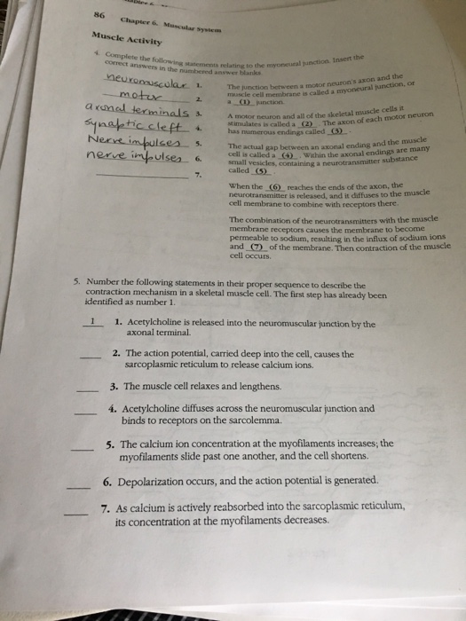Skeletal Muscle Activity Chapter 6