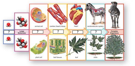 Solved Study the following picture showing hierarchy of | Chegg.com