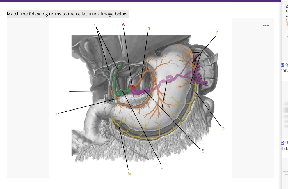 Solved options are: Splenic artery Right gastric | Chegg.com