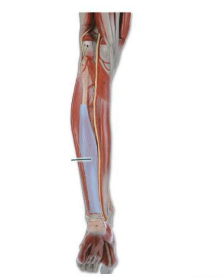 Solved LT-M21:Muse 25 BA Part A LT-VA 16 Life-size | Chegg.com