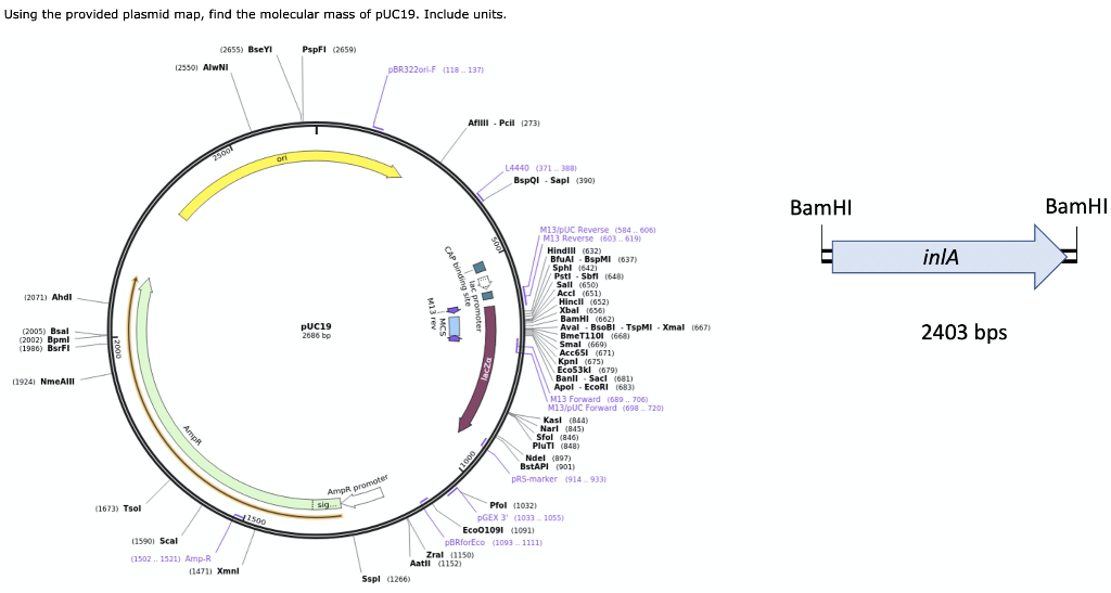 a) Using the provided plasmid map, find the molecular | Chegg.com