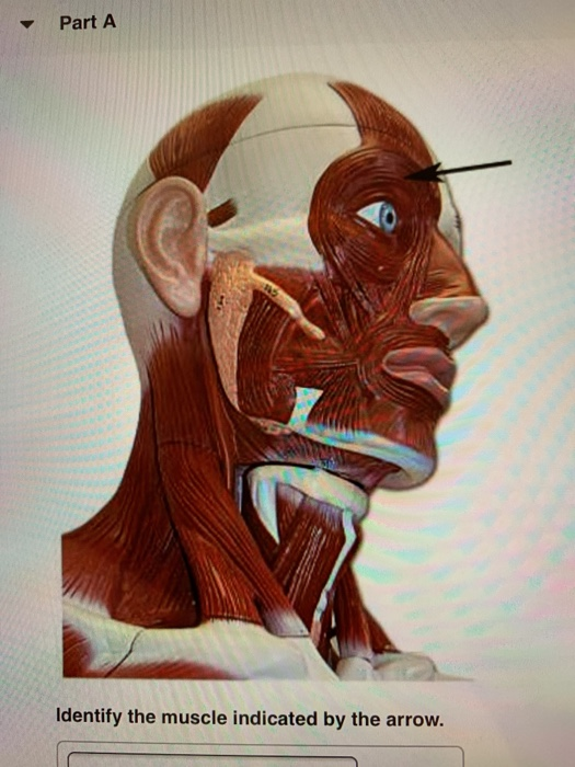 Solved Part A Identify the muscle indicated by the arrow | Chegg.com