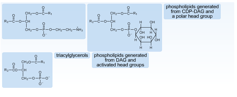 Phosphatidic acid phosphatase (PAP, also called | Chegg.com