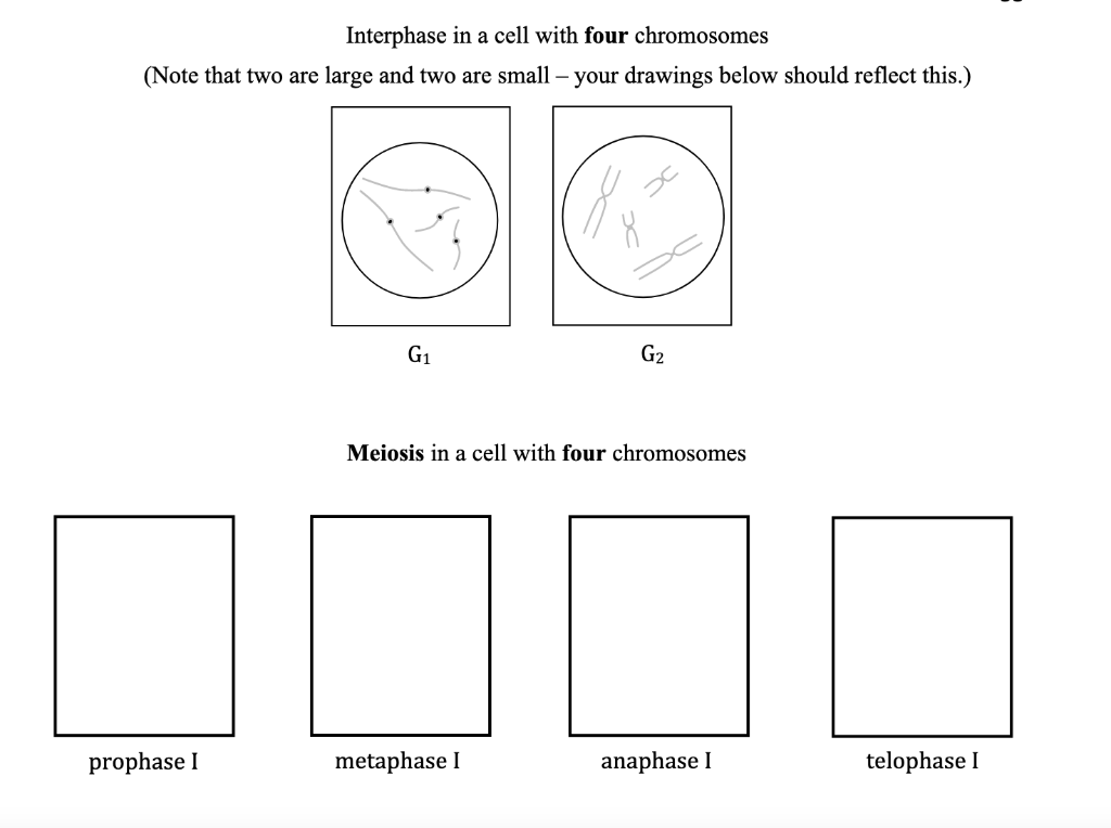 Solved Activity 3: Complete the drawings of mitosis and | Chegg.com