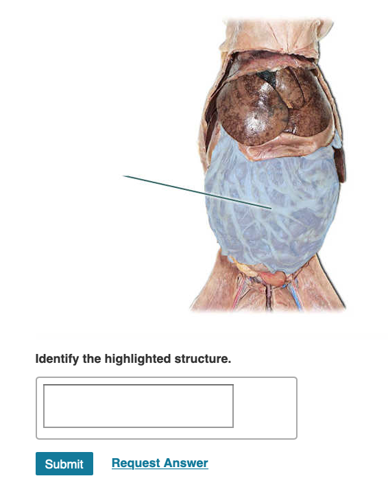Solved Identify the highlighted structure. Submit Request | Chegg.com