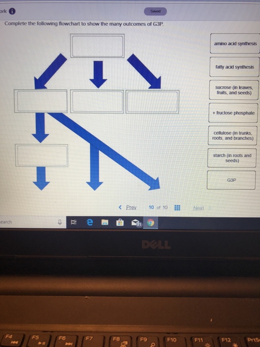 Solved ork Complete the following flowchart to show the many | Chegg.com
