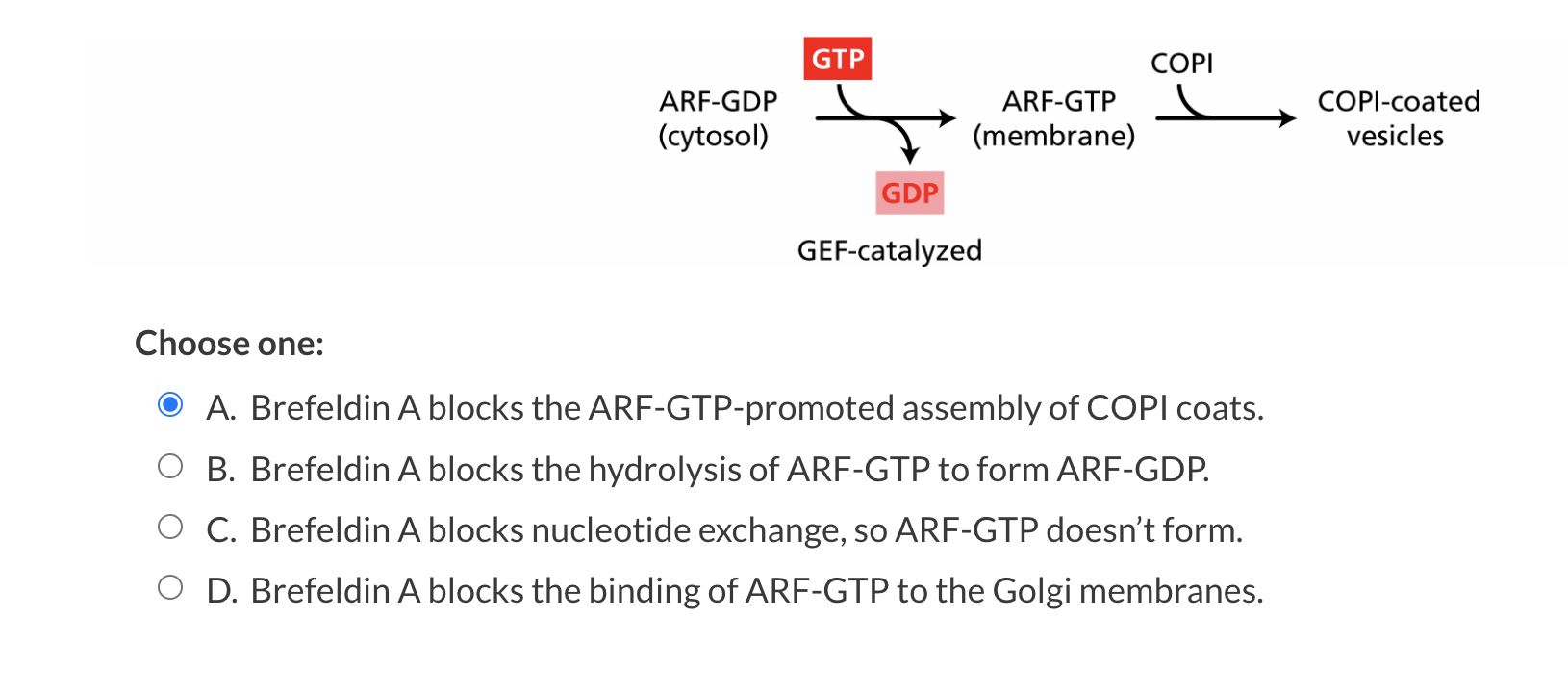 Solved When the fungal metabolite brefeldin A is added to | Chegg.com