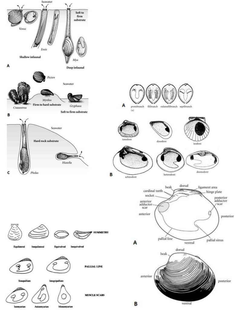 Phylum Mollusca (Class Bivalvia) See preceding | Chegg.com