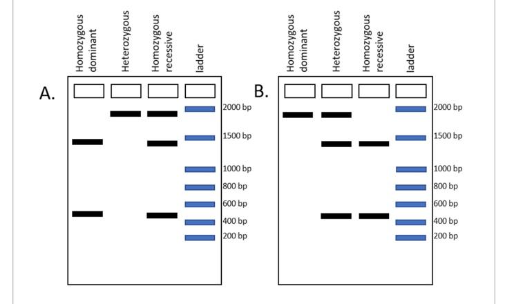 Solved A. Determine the size of the PCR product shown below | Chegg.com