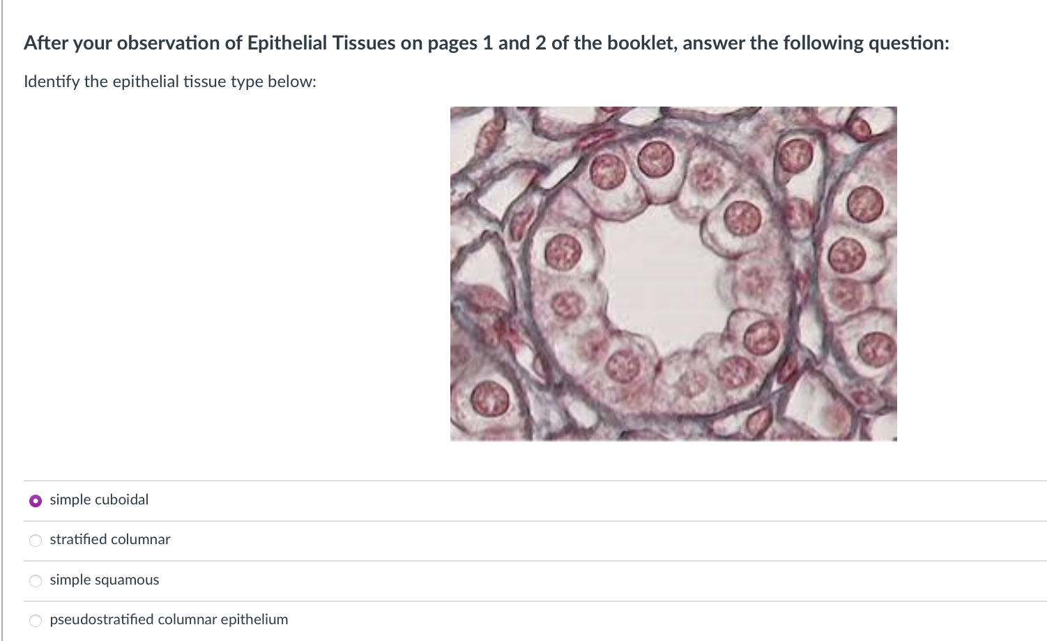 Solved After your observation of Epithelial Tissues on pages | Chegg.com