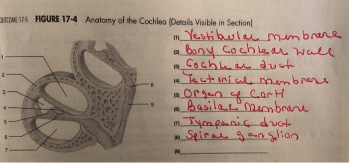 Solved UTCOME 17-5 FIGURE 17-4 Anatomy of the Cochlea | Chegg.com