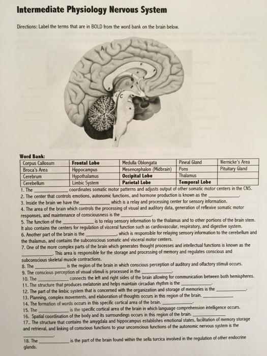 Solved Intermediate Physiology Nervous System Directions: | Chegg.com