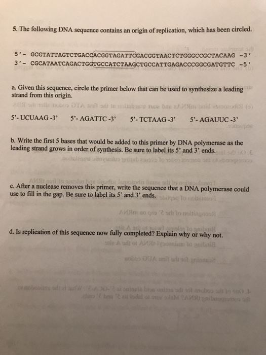 Solved 5. The following DNA sequence contains an origin of | Chegg.com