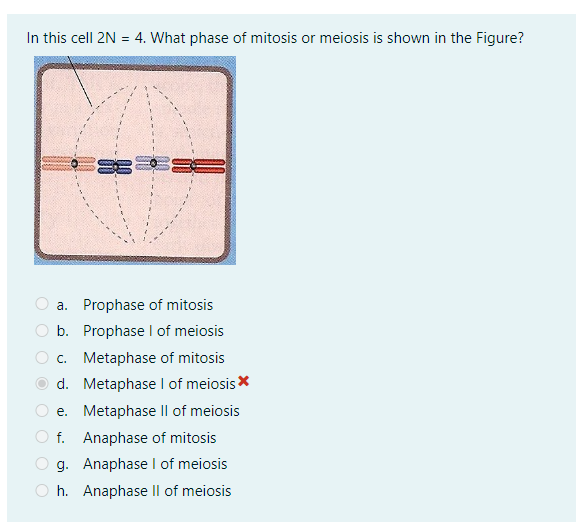Solved In this cell 2 N=4. What phase of mitosis or meiosis | Chegg.com