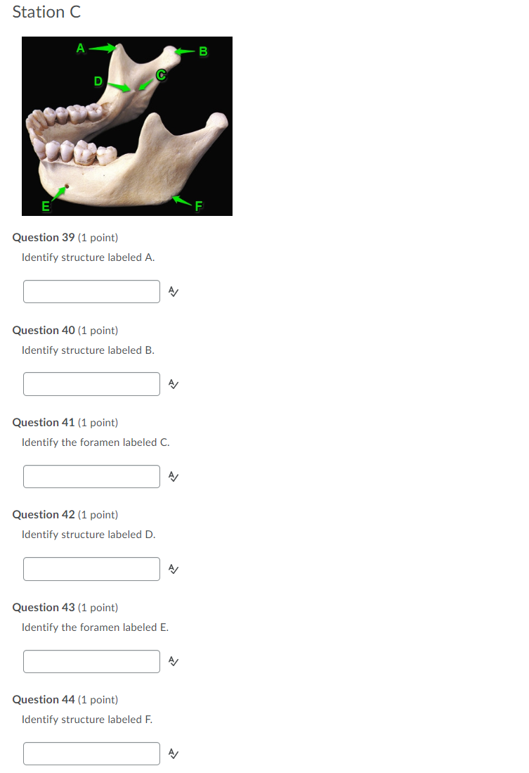 Solved Station C Question 39 (1 point) Identify structure | Chegg.com