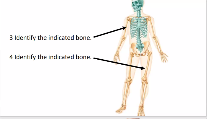 Solved 1 Identify the indicated bone. 2 Identify the | Chegg.com