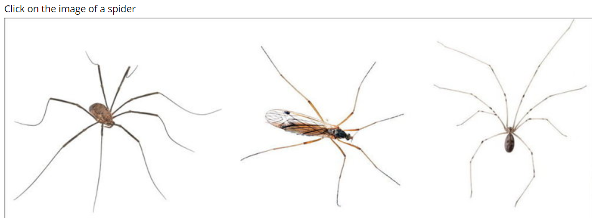 Solved Click on the image of a spider | Chegg.com
