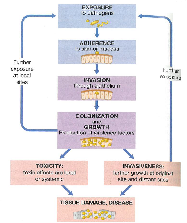 Solved Describe about the process of microbial pathogenesis, | Chegg.com