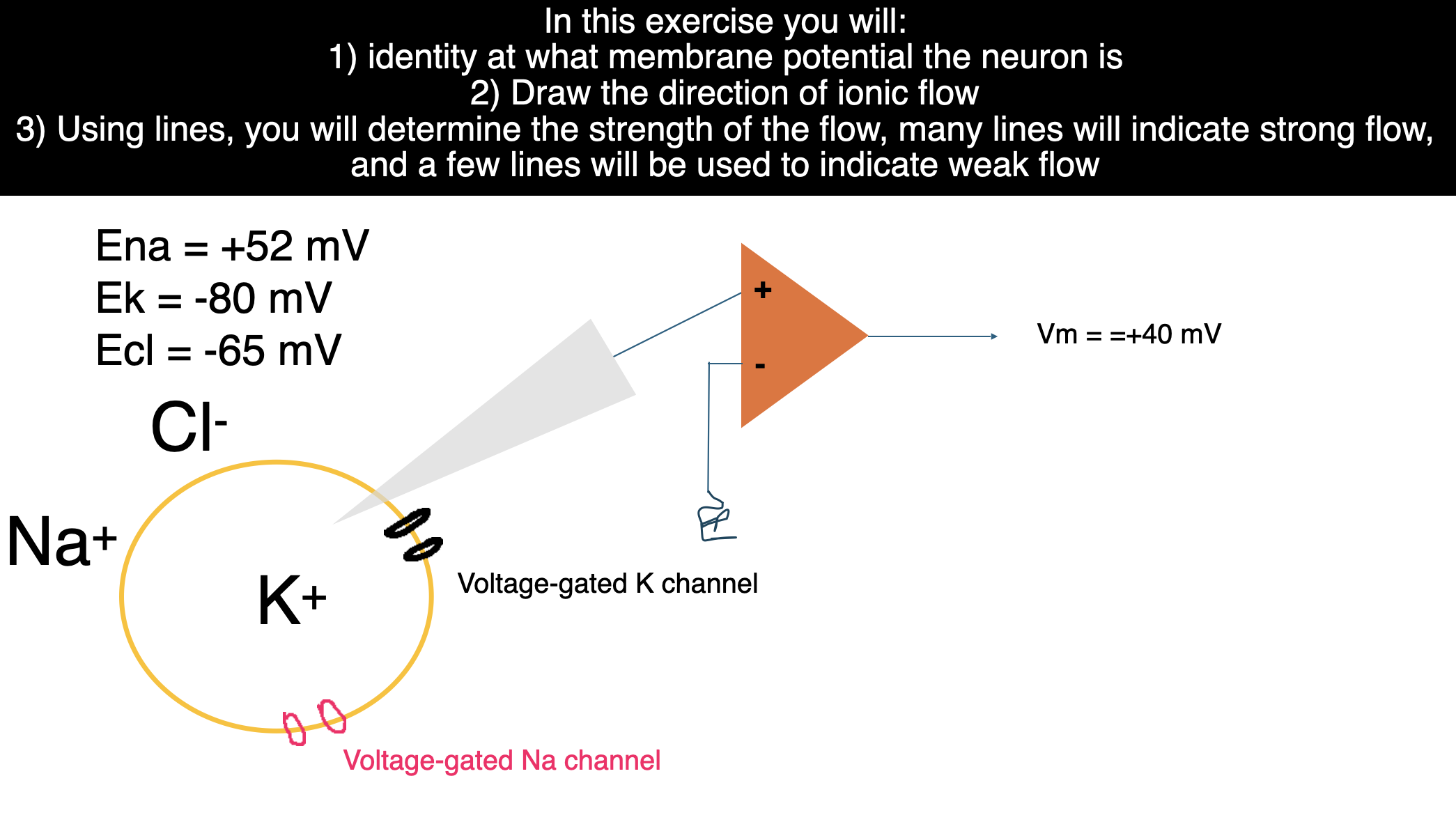 Solved In this exercise you will: Calculate the resting | Chegg.com