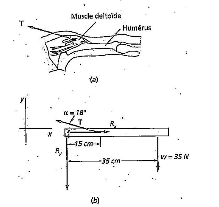 Solved The deltoid muscle determines the elevation of the | Chegg.com