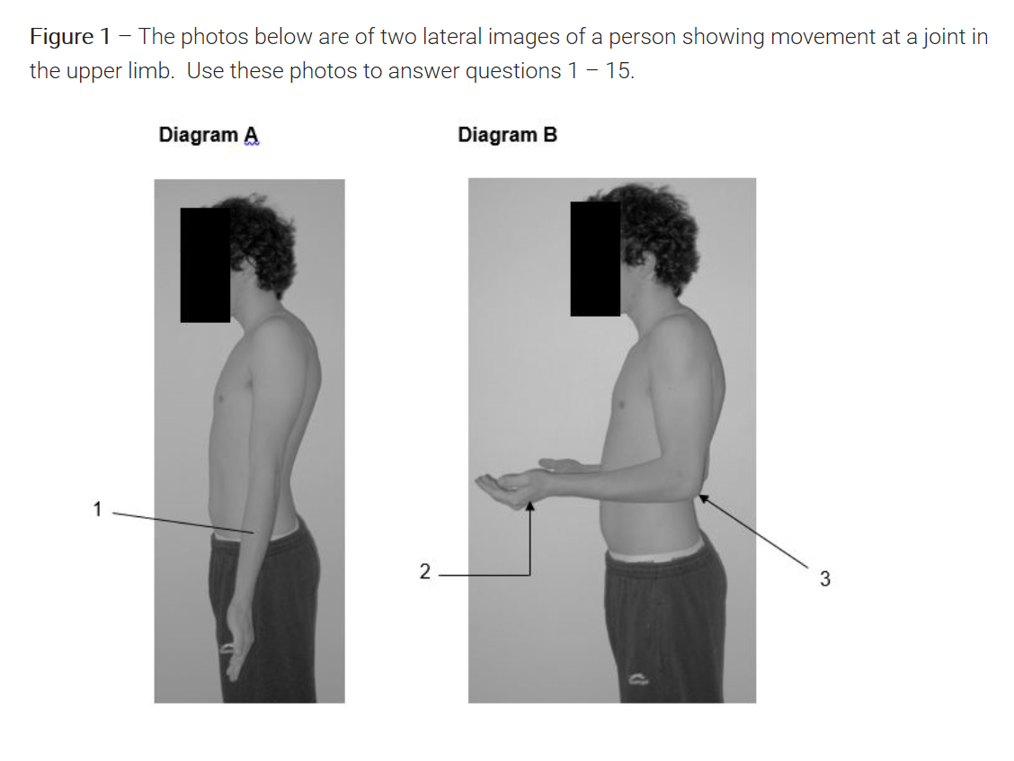 Solved Figure 1 The photos below are of two lateral images | Chegg.com