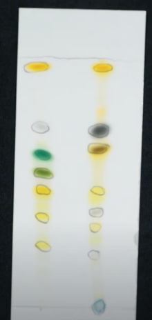 Chromatogram Of Spinach