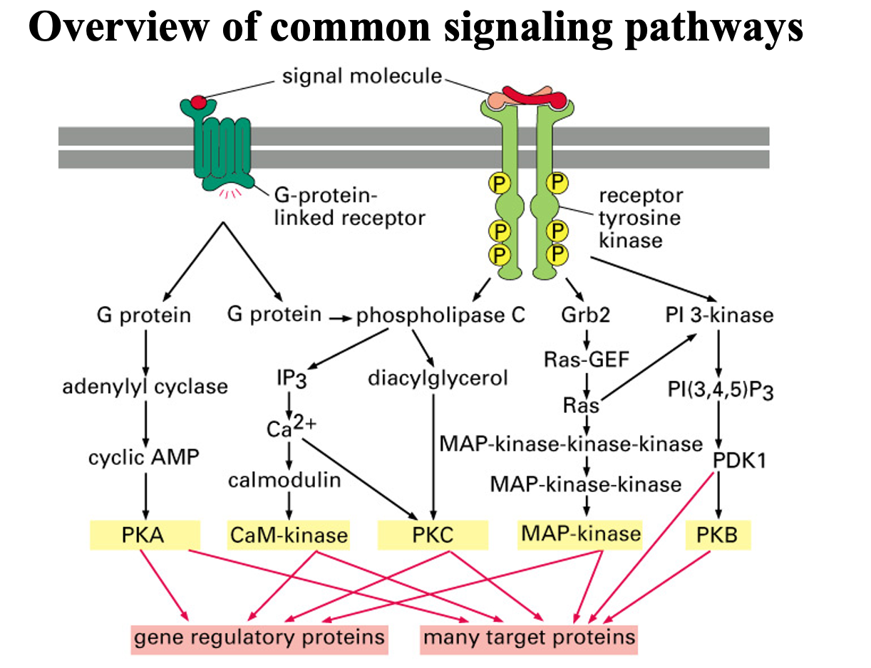 G Protein Coupled Receptors Pathway