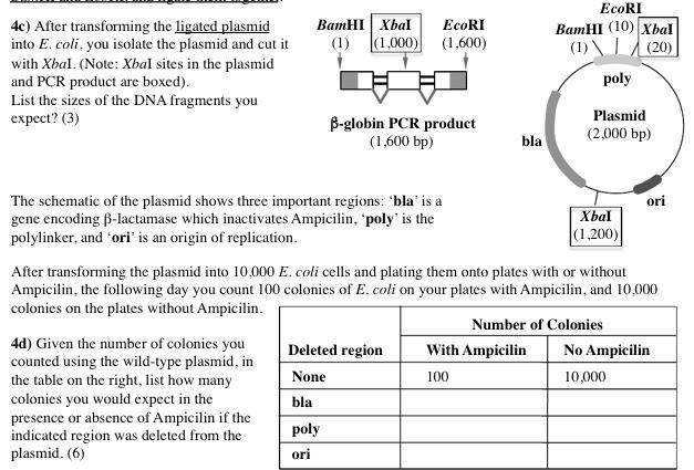 Solved BamHI Xbal (1) (1,000) EcoRI (1,600) EcoRI BamHI (10) | Chegg.com