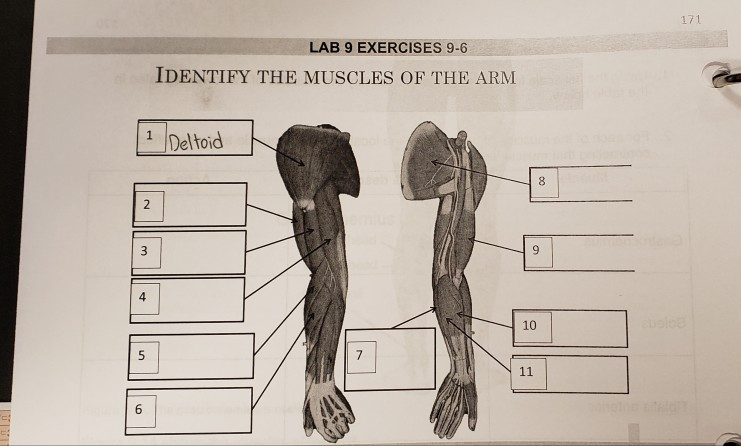 Solved LAB 9 EXERCISES 9-6 IDENTIFY THE MUSCLES OF THE ARM 2 | Chegg.com Solved LAB 9 EXERCISES 9-6 IDENTIFY THE MUSCLES OF THE ARM 2 | Chegg.com