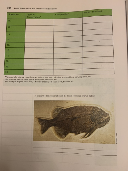 Solved 288 Fossil Preservation and Trace Fossils Exercises | Chegg.com Solved 288 Fossil Preservation and Trace Fossils Exercises | Chegg.com