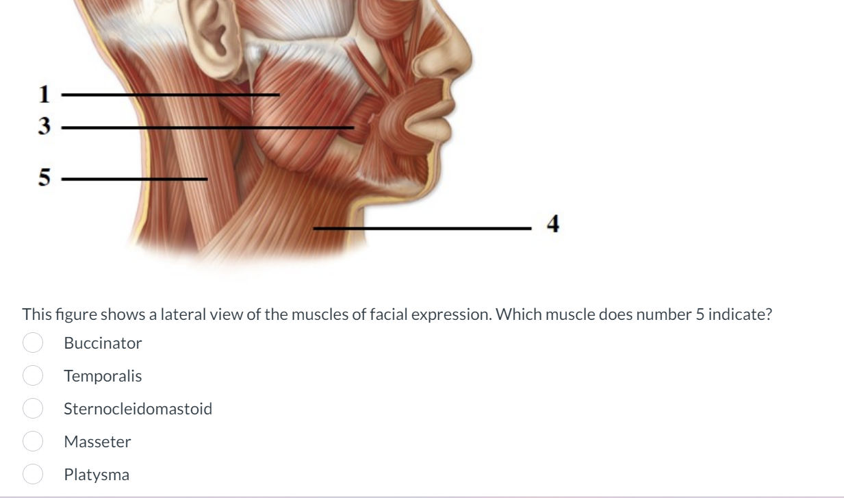 Solved This figure shows a lateral view of the muscles of | Chegg.com