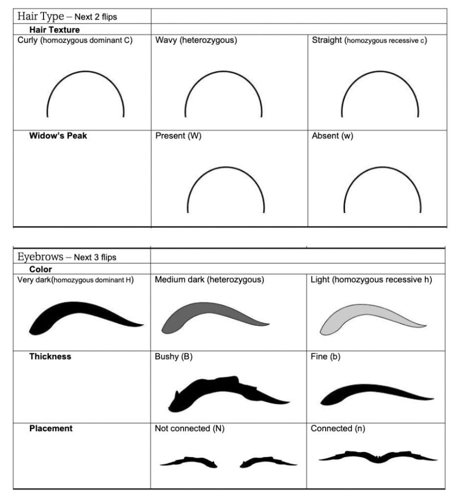 Solved Lab Genetics Let's Make a Baby! Congratulations on | Chegg.com