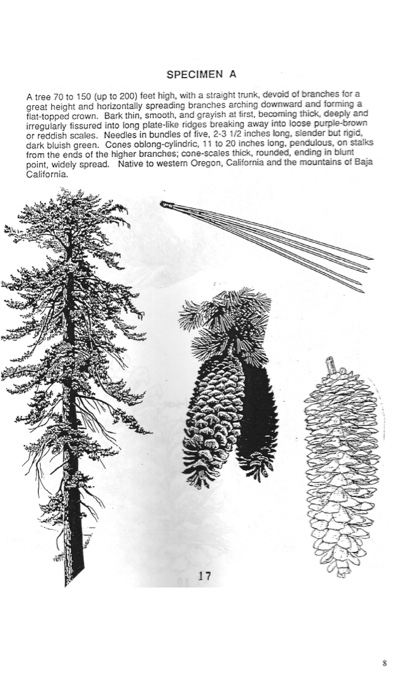 Solved SPECIMEN A A tree 70 to 150 (up to 200) feet high, | Chegg.com