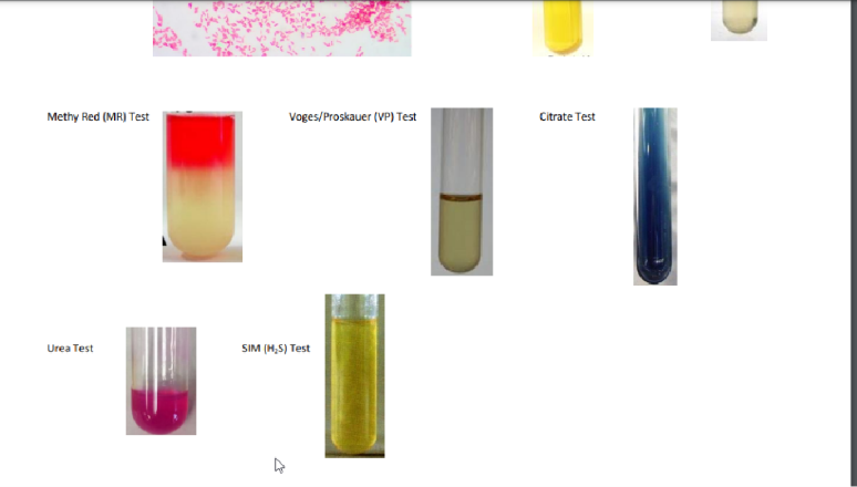 Solved Biochemical Unknown (50 points) Name: Unknown | Chegg.com