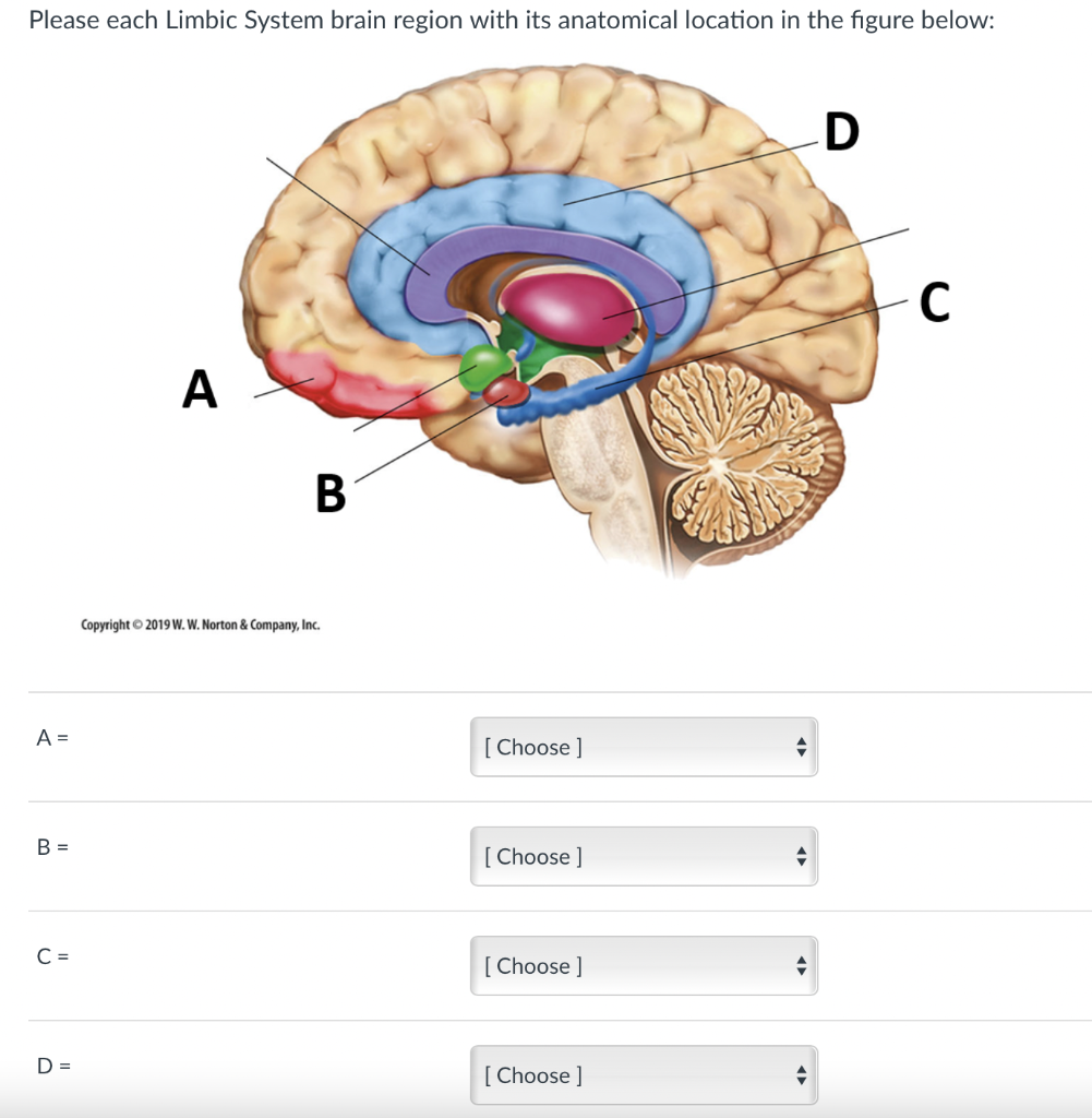Brain Limbic System Blank