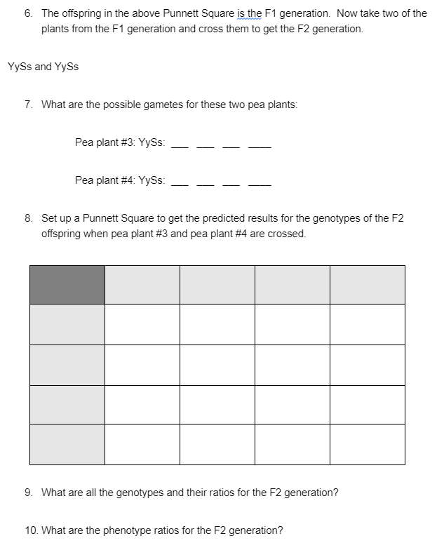 Solved 6. The offspring in the above Punnett Square is the | Chegg.com