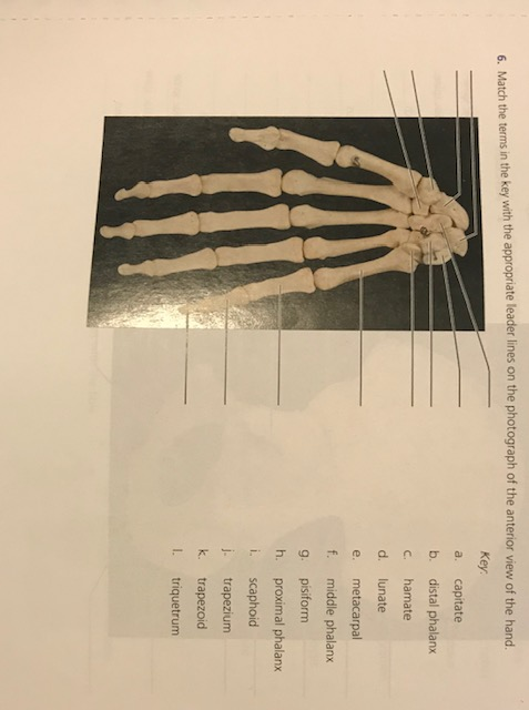 Solved 6. Match the terms i in the key with the appropriate | Chegg.com
