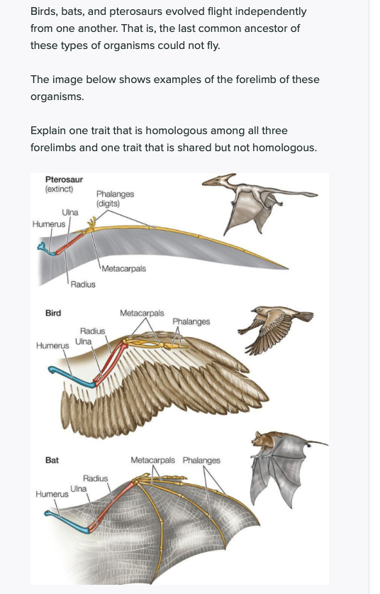 Solved Birds, bats, and pterosaurs evolved flight | Chegg.com