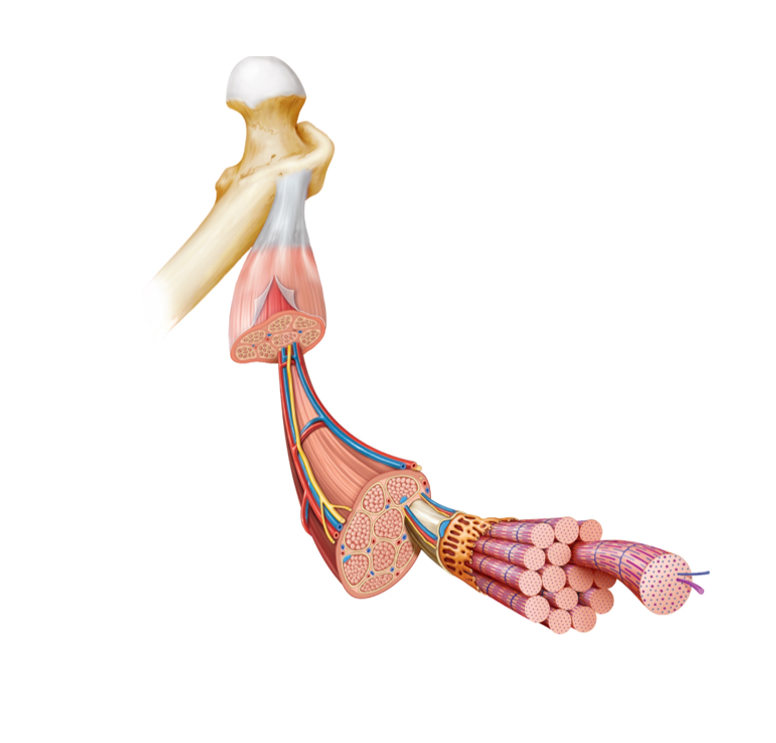 Solved Part 2: Components of Skeletal Muscle On the next | Chegg.com