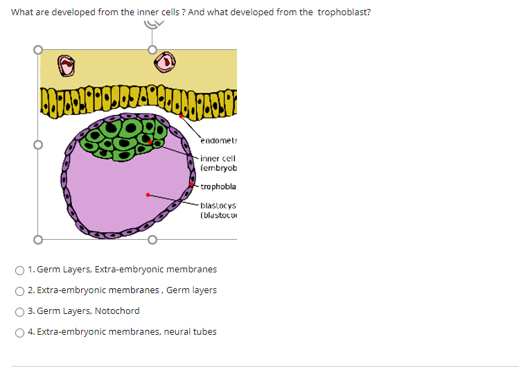 Solved What are developed from the inner cells ? And what | Chegg.com