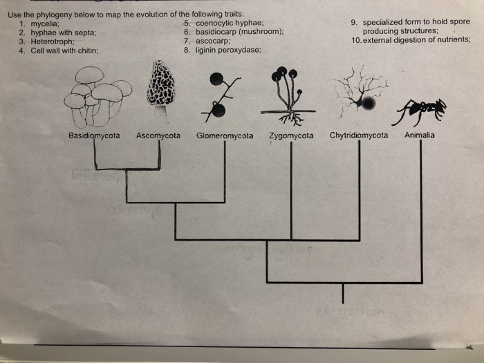 Solved Use the phylogeny below to map the evolution of the | Chegg.com