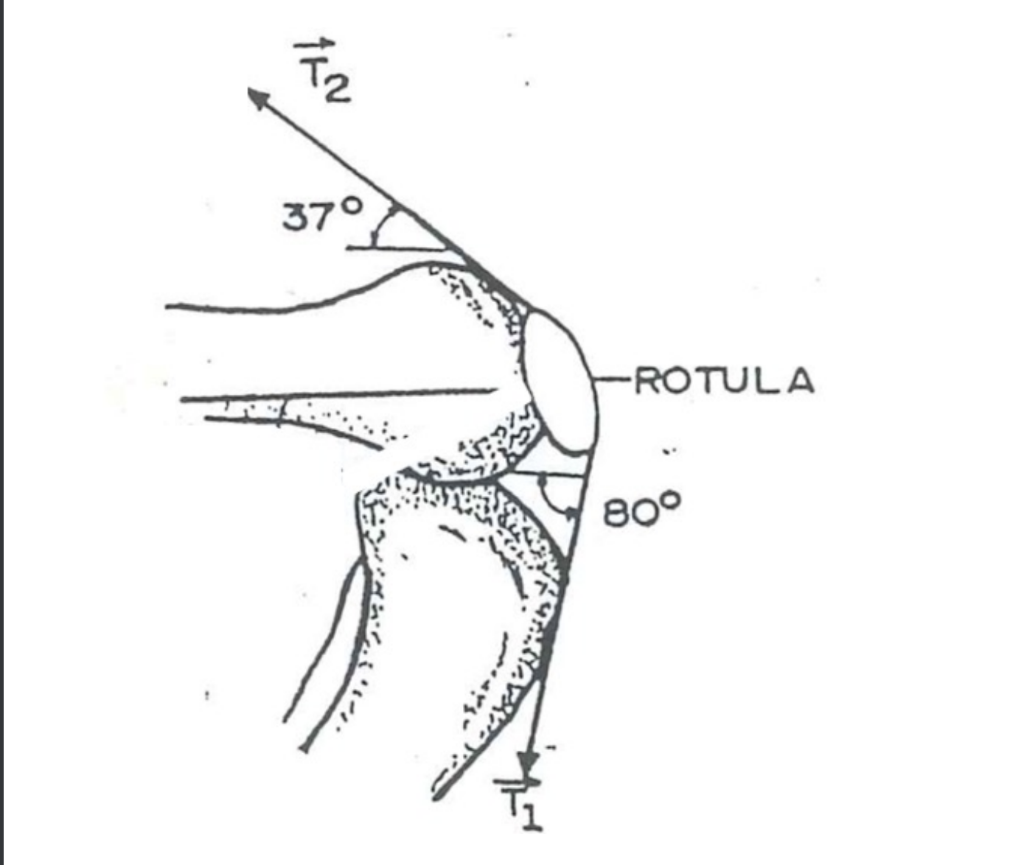Solved The quadriceps tendon passes through the patella, as | Chegg.com