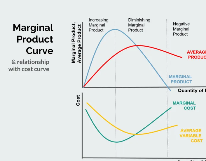 Solved 1. Explain the shape of the MP curve, what is its | Chegg.com