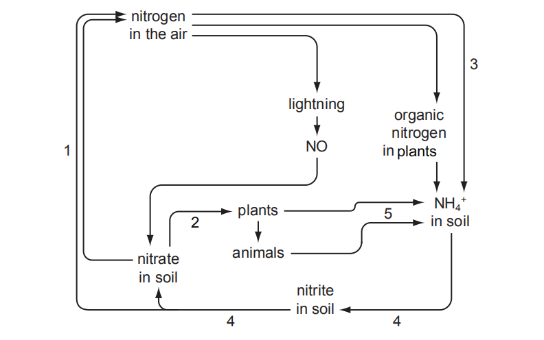 Solved A human cell containing 44 autosomes and two X | Chegg.com